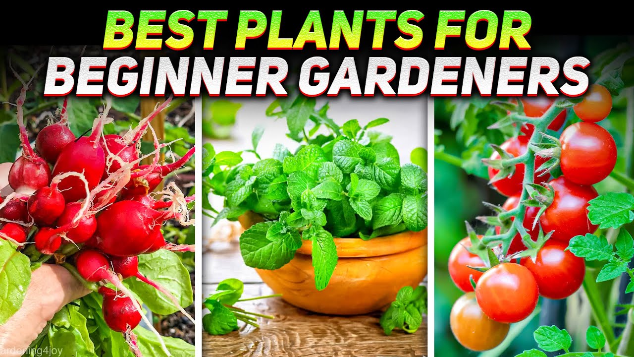 Top 10 Easiest Plants to look after! 😲 || Top Plants for Beginners ...