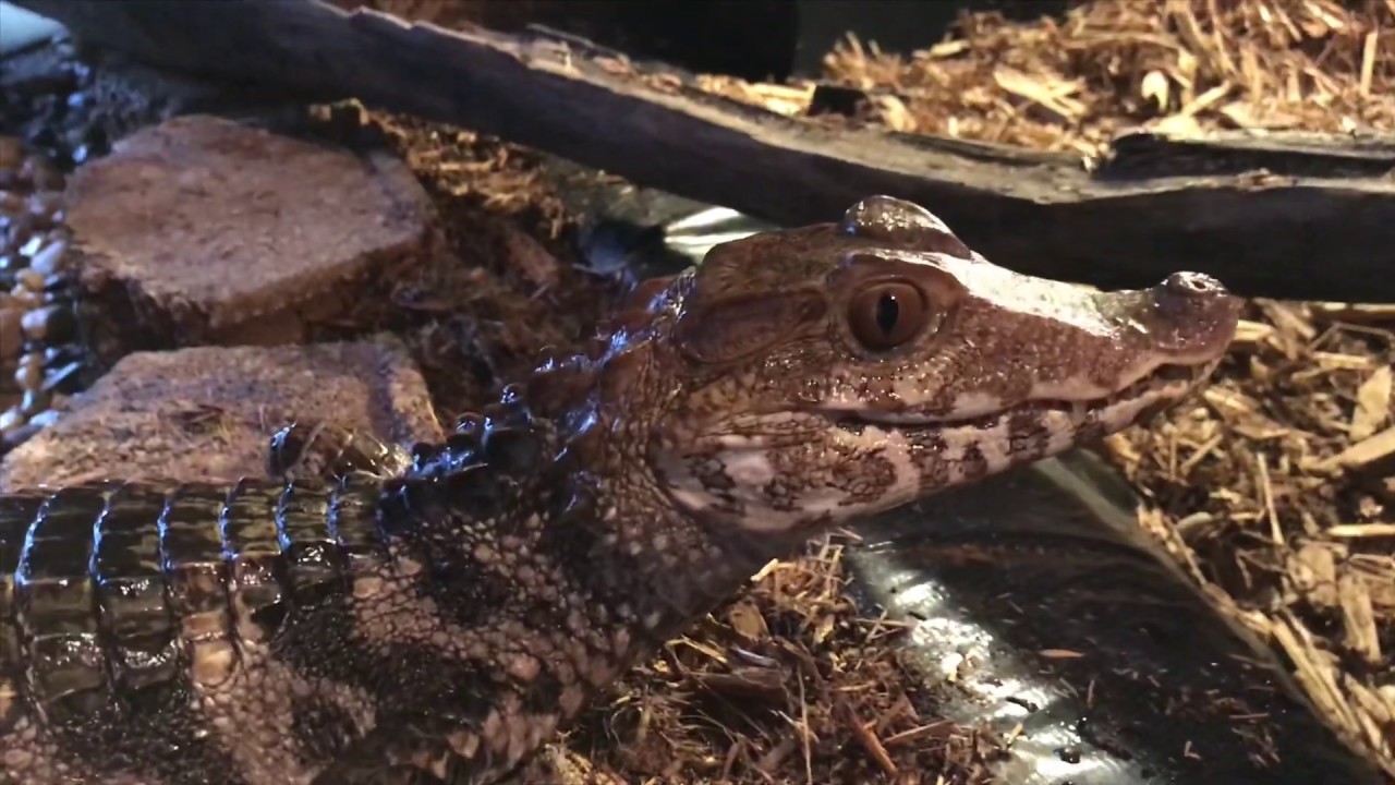 !!Live!! Feeding video Cuviers Dwarf Caiman Eating Mice in Their Huge ...