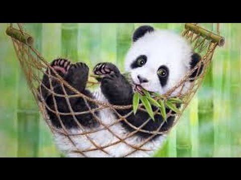 Cute Panda! look like a "big cat"! So amazing! - YouTube