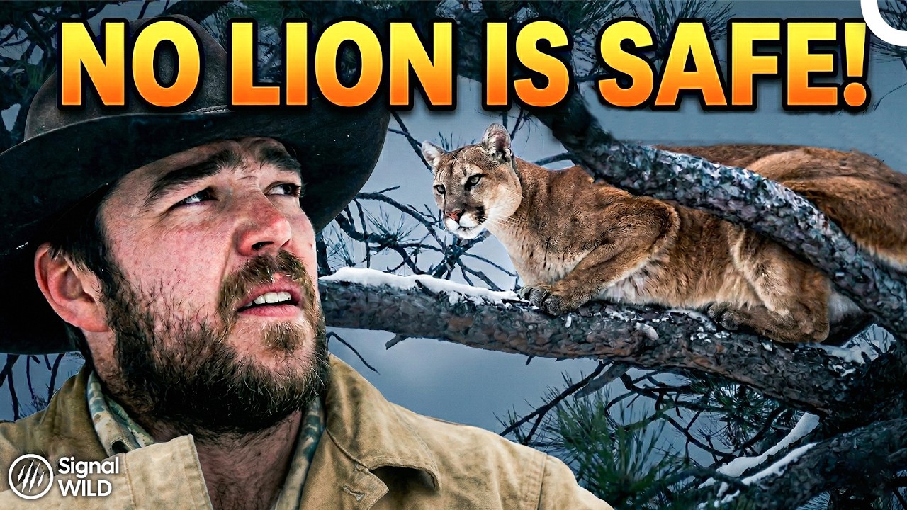 The Wild Stalk: Hunting a Mountain Lion in Frozen Montana | Hunting ...