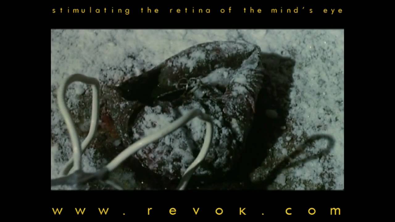 CONTAMINATION (1980) Trailer for Luigi Cozzi's sci-fi exploitation ...