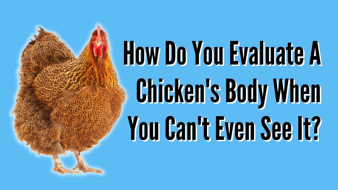 How Do You Evaluate A Chicken's Body When You Can't Even See It? - YouTube
