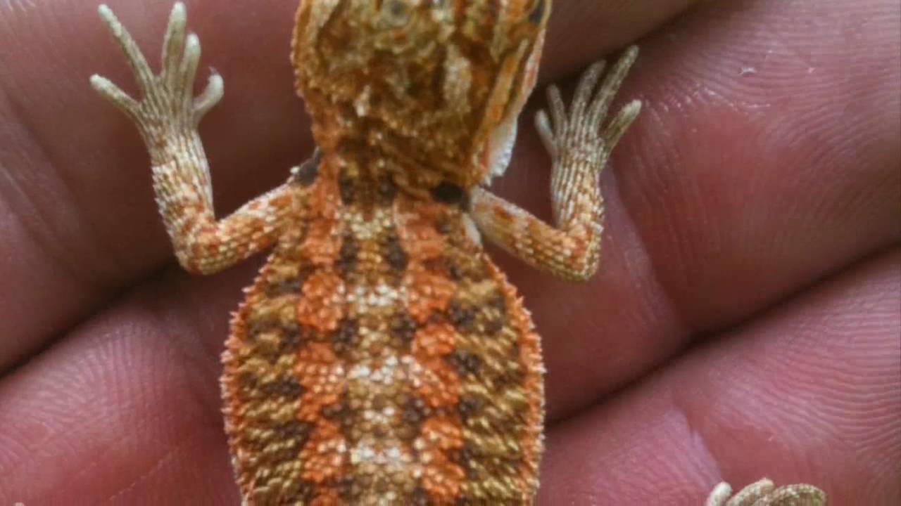 Bearded Dragon Sandfire