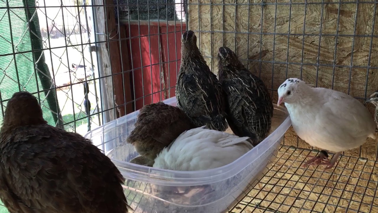 Quail in sand bath - YouTube