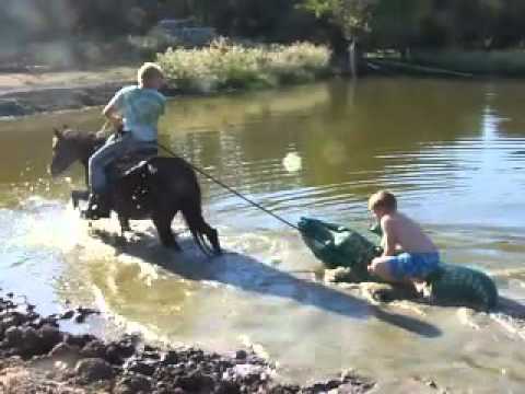 ALLIGATOR RIDING - YouTube