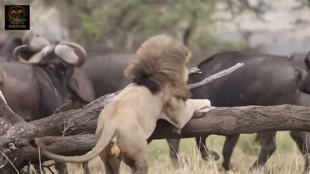 Savage Wild Clashes: Nature’s Most Brutal Showdowns Caught on Camera ...