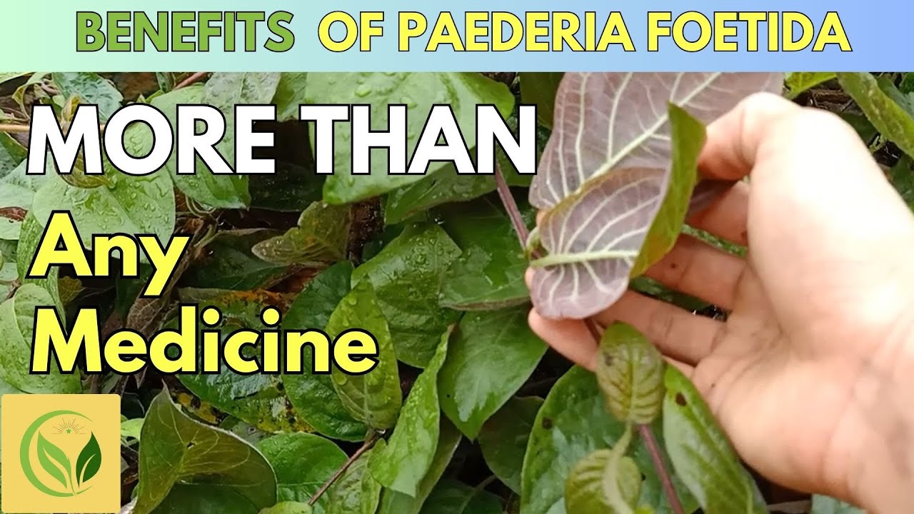 The Incredible Benefits of Paederia Foetida Leaves More Than a Million ...