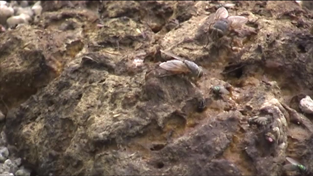 Le mosche sulla merda - YouTube