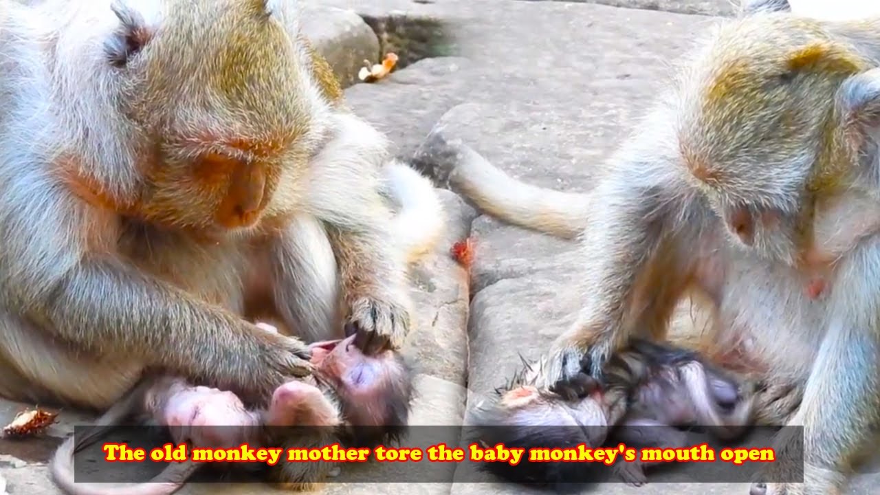 The old monkey mother tore her baby's mouth open to find out the cause ...