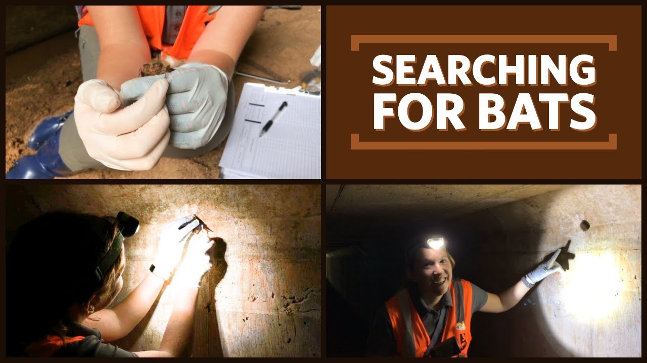 Bat Culvert Survey - YouTube