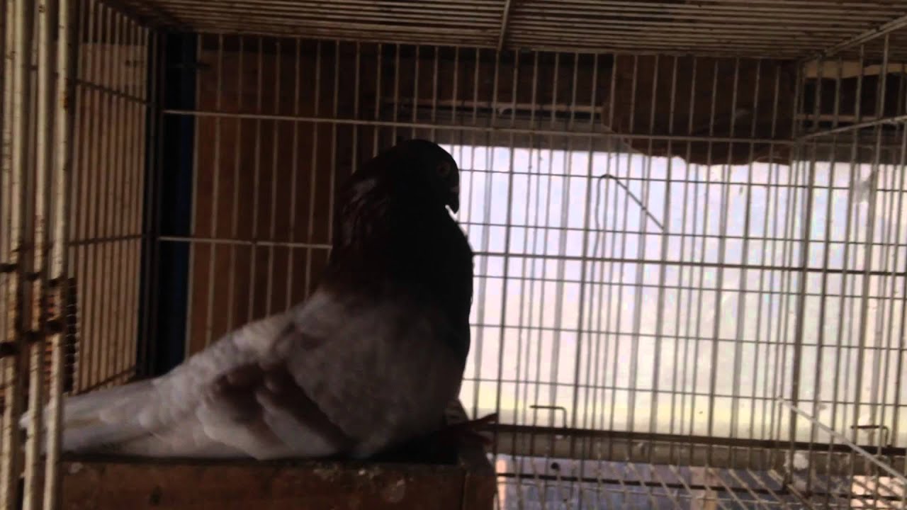 Morrillero Puro El Perla de Lawton y El Gato........ USA!!! - YouTube