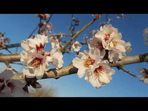 Prunus dulcis,sweet almond blooming,bajame e ëmbël e çelur(5)