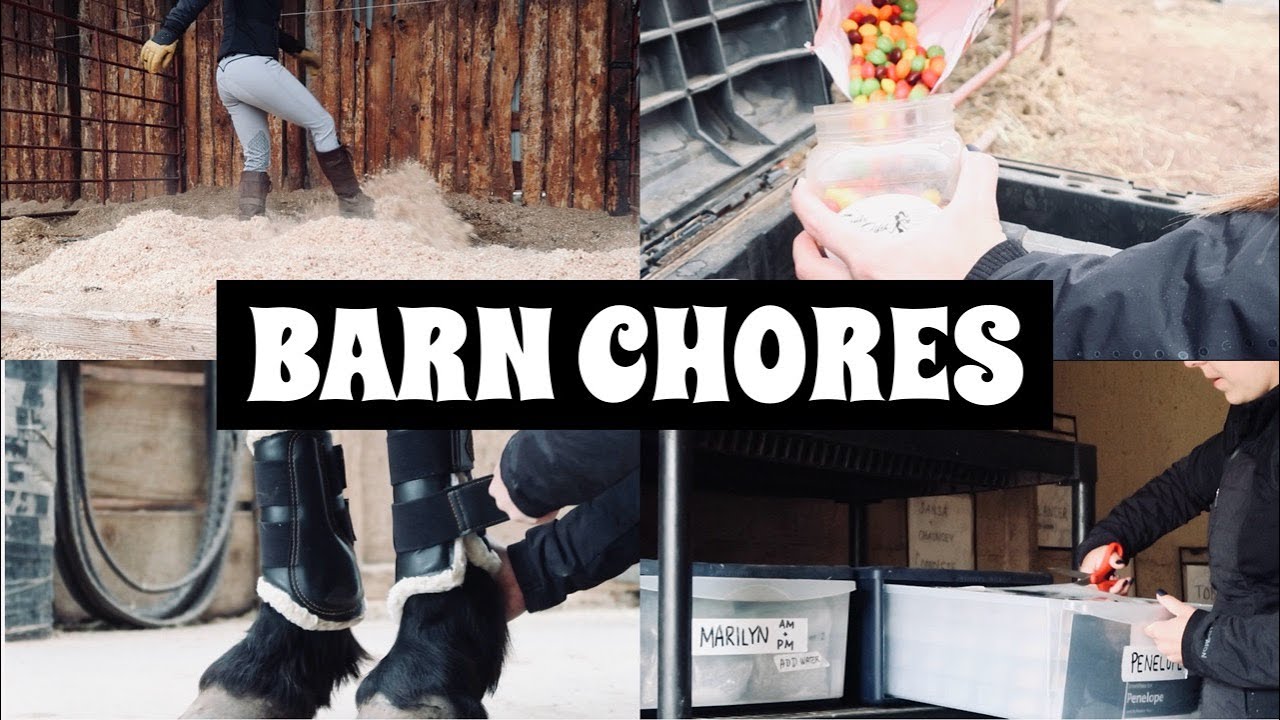 BARN CHORES VLOG // Supplements, Treats, Shavings, Riding Routine - YouTube