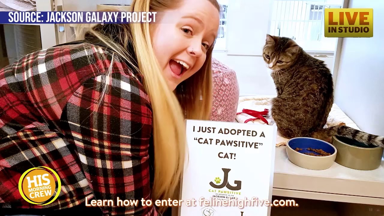 "High fiving cats," the next animal empowerment movement - YouTube