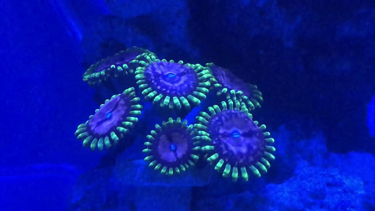 WWC purple monster zoas - YouTube
