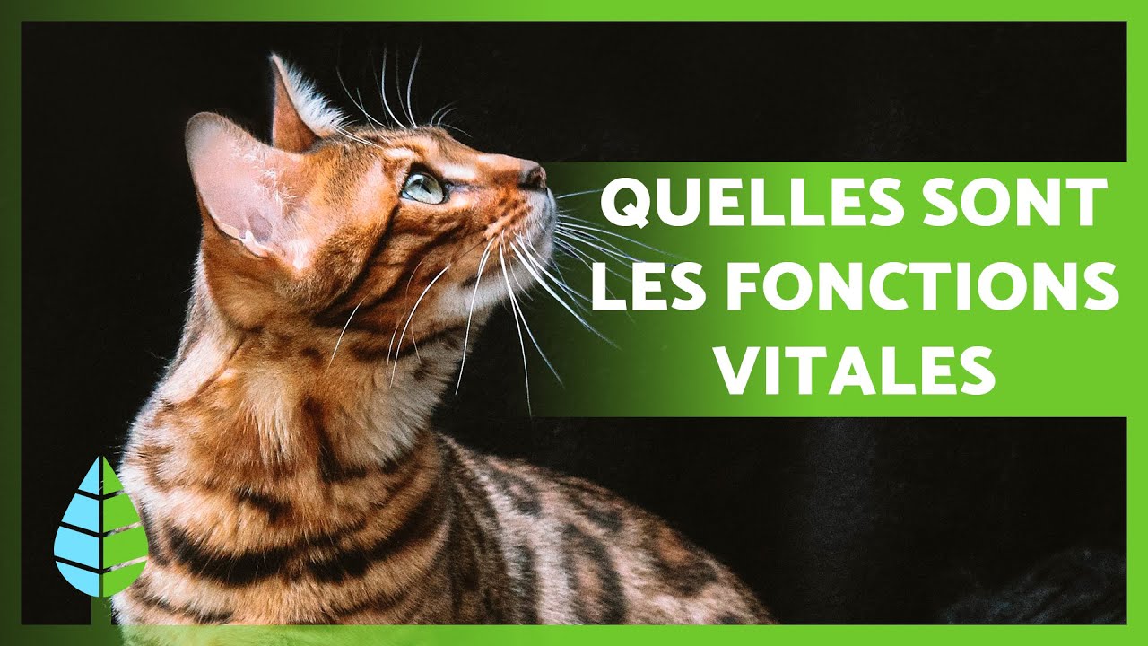FONCTIONS VITALES des ÊTRES VIVANTS 🐻🌸 (NUTRITION, RELATION ...
