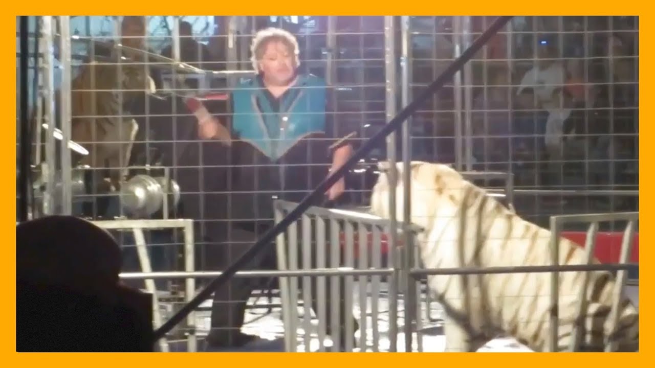 Brian Franzen Uses Fear and Punishment to Force Tigers to Perform at ...