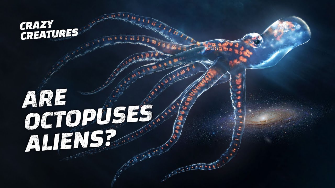 The Octopus: An Alien Among Us? - YouTube