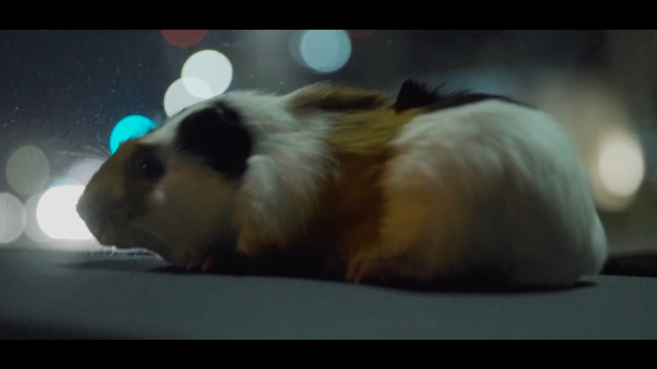 Hamsta [Music Video] | 30lb Bag of Hamster Bones | Theo Von - YouTube