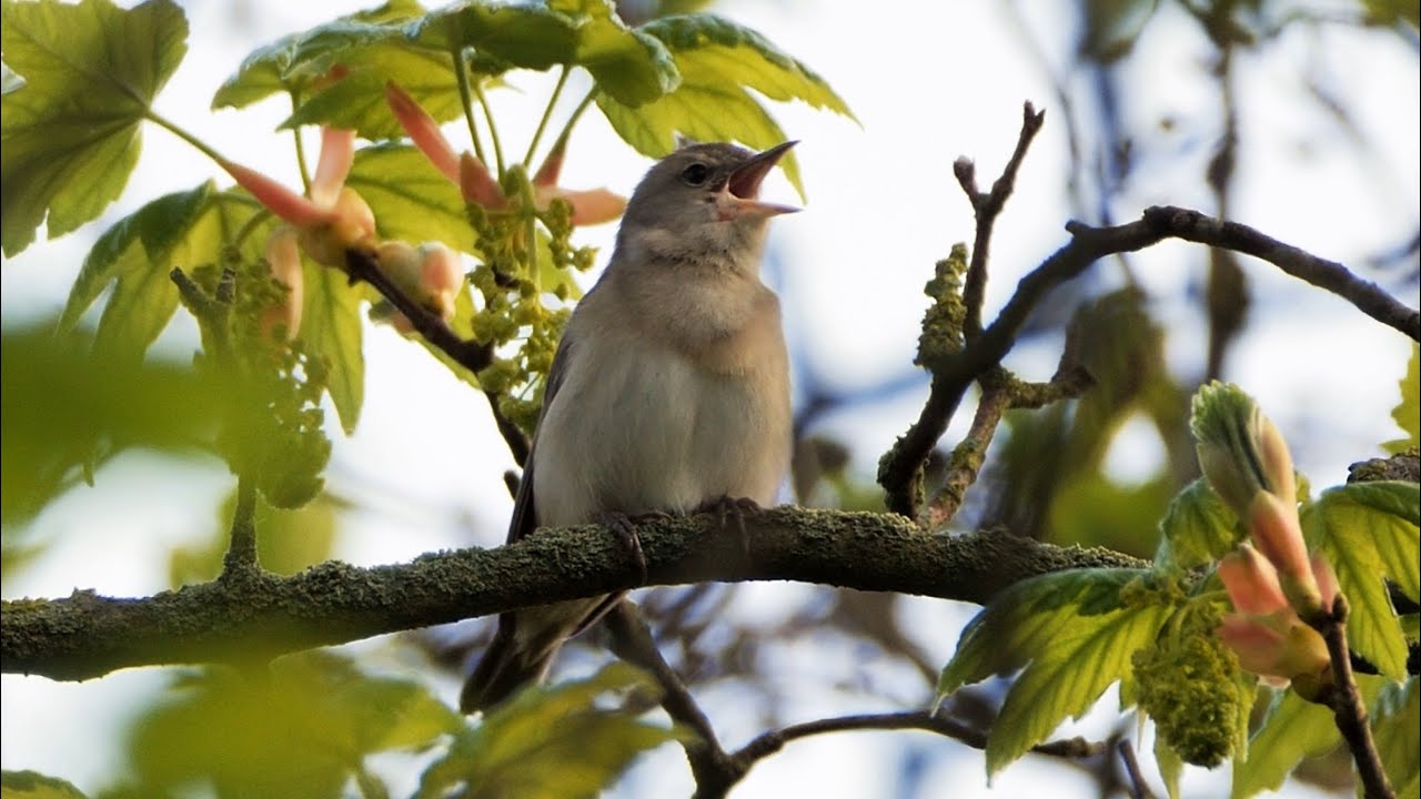 Garden Warbler Singing - YouTube