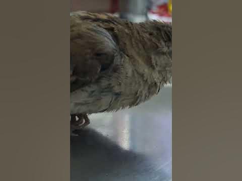 The sparrow's wing was broken, so I took it to the doctor for treatment ...