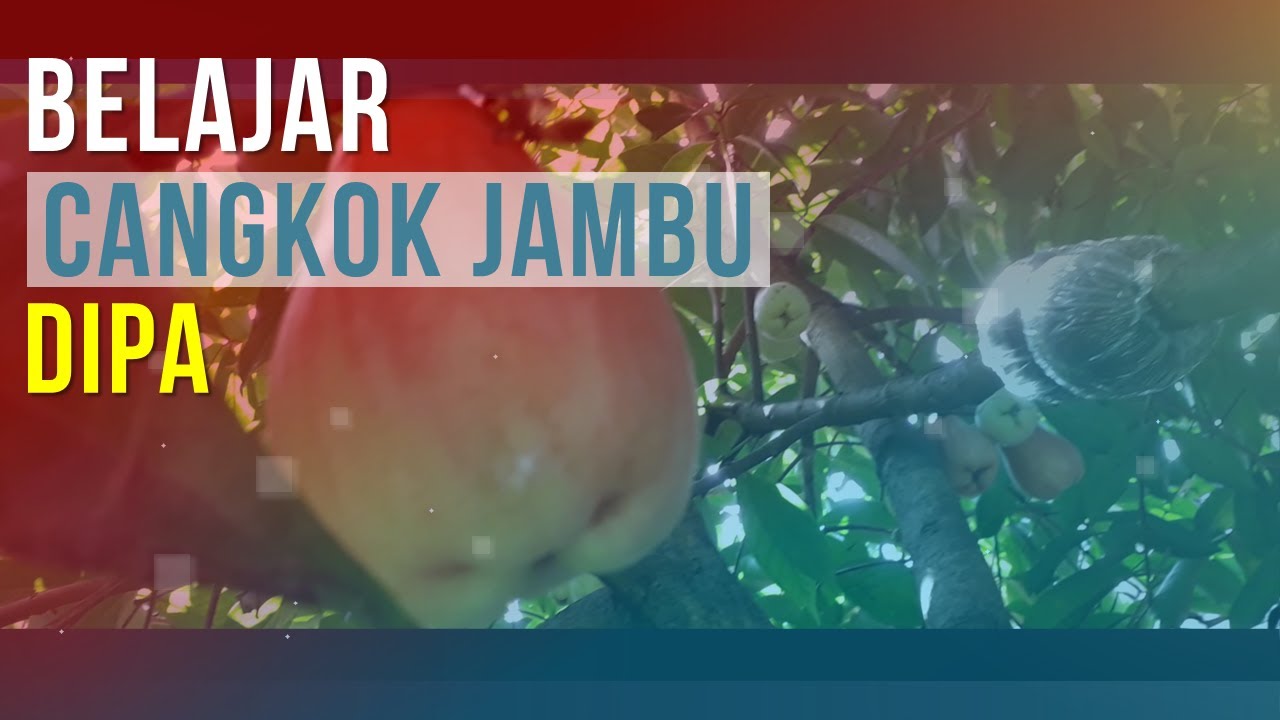 Belajar Cangkok Jambu Dipa | Proses - YouTube
