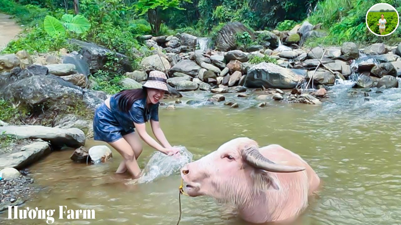 1 day on the mountain to experience highland life - grilled chicken and ...
