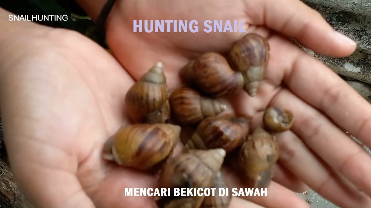 Snail hunting in the paddy field mencari bekicot keong di area sawah ...