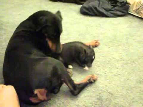 Teacup pig lands backflip over dog!! YouTube - YouTube