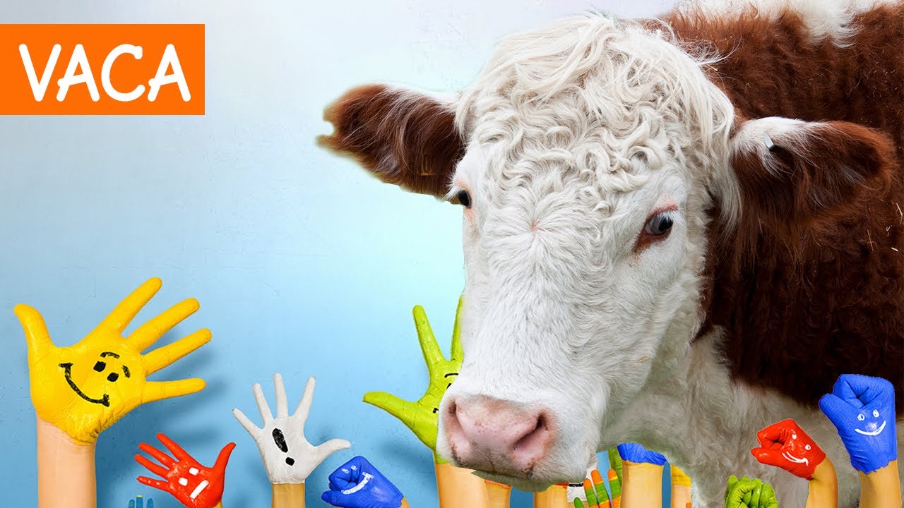 Animale domestice - Vaca pe intelesul copiilor - YouTube