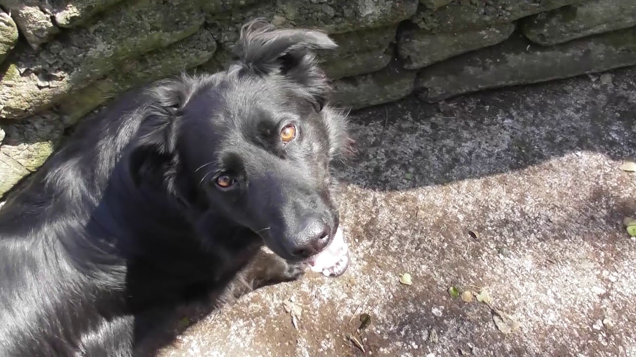 Bear's Bites 08/04/2020 Part 2 of 3 - YouTube