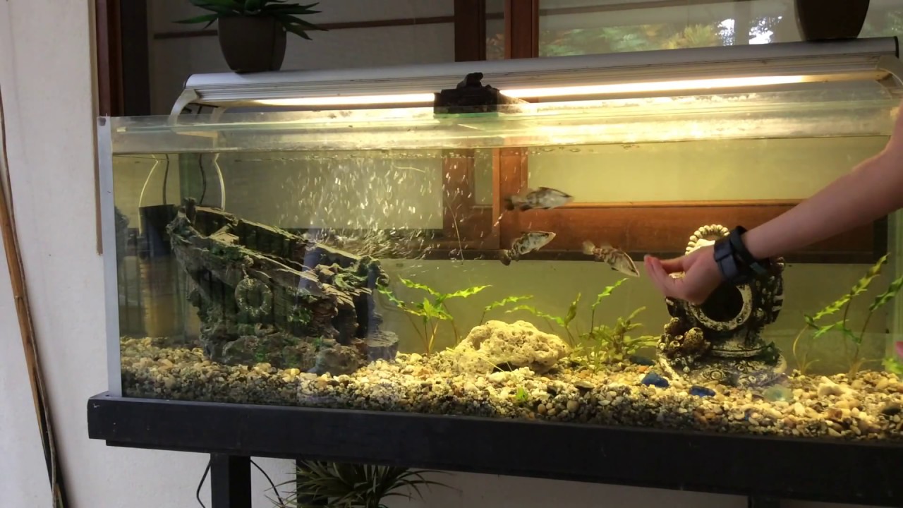 Feeding my pet baby barramundi - YouTube