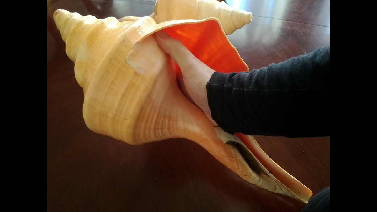 Giant horn shell trumpet / caracola trompeta o pututo gigante - YouTube
