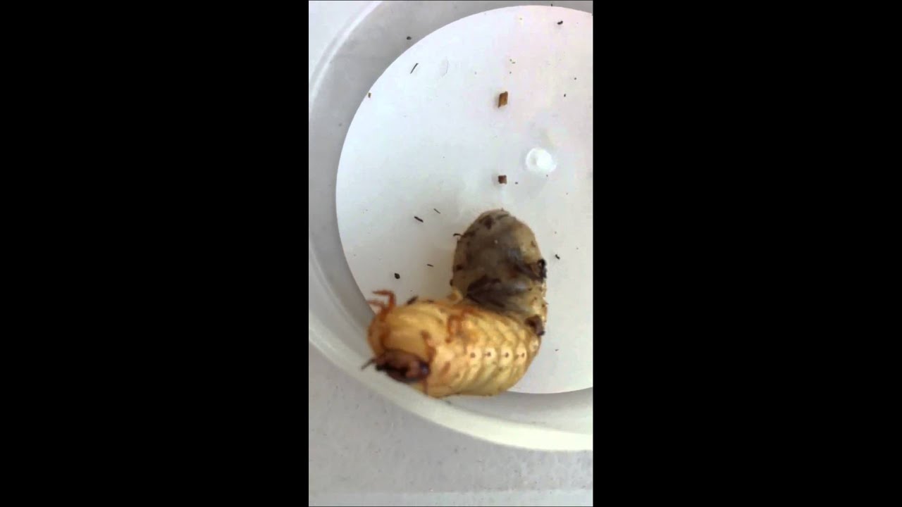 Big creepy worm - YouTube