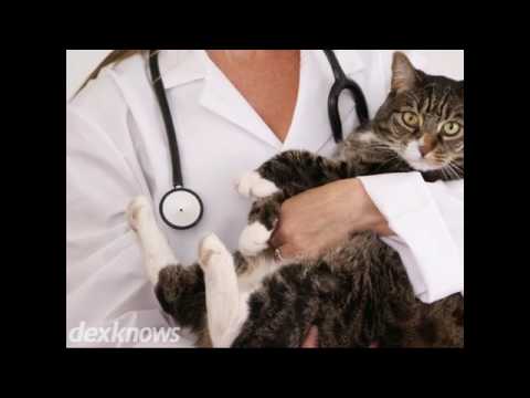 Quebec Highlands Animal Clinic Highlands Ranch CO 80126-3926 - YouTube