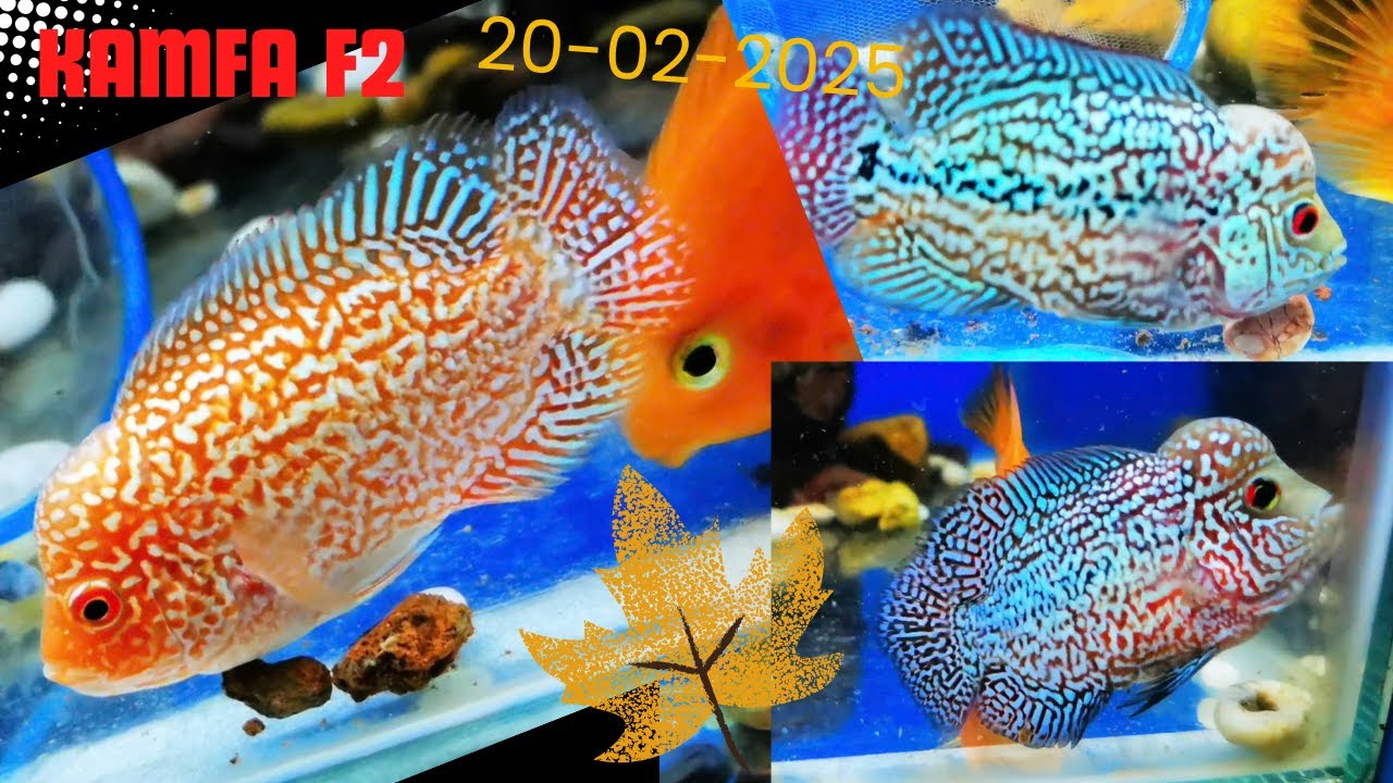 Lô Kamfa F2 Siêu Đẹp Chỉ Vài Trăm ( Red Kamfa, 2Tone, GB, Giáp Bạc, Ngũ ...