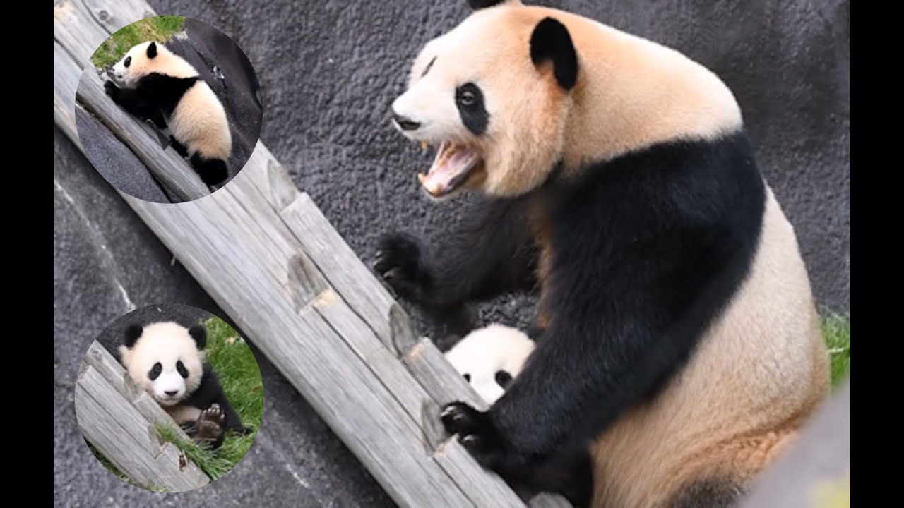 Panda Teamwork 🐼 - Aww Cute Panda - Funniest Animals Compilation_Part 5 ...