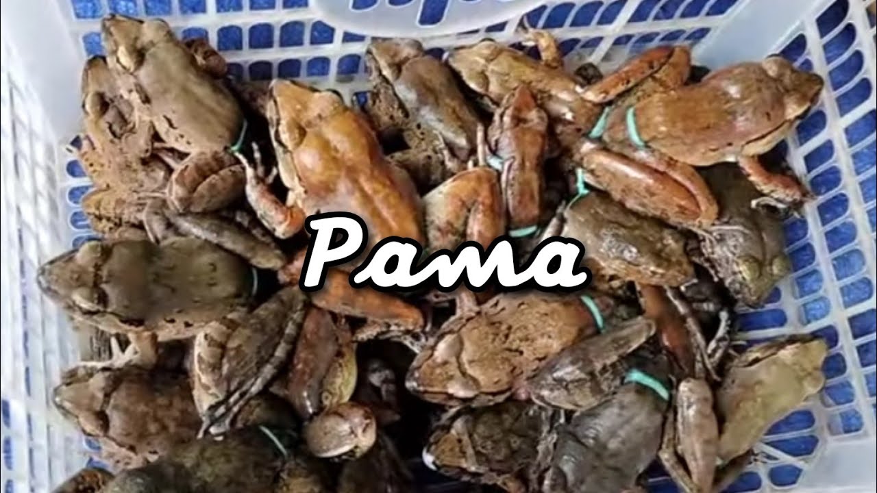 Market Iban Pasar Song pagitu; Musim PAMA @ KATAK diatu | AlysisSamat ...