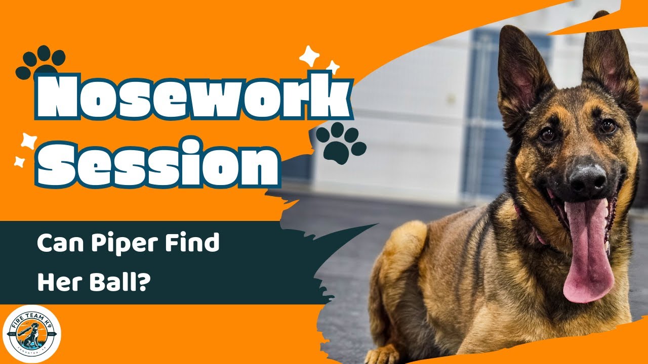German Shepherd Uses Nose Work Skills to Find Hidden Ball! - YouTube