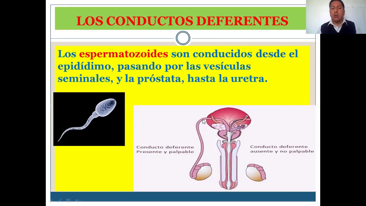 Aparato Reproductor Masculino