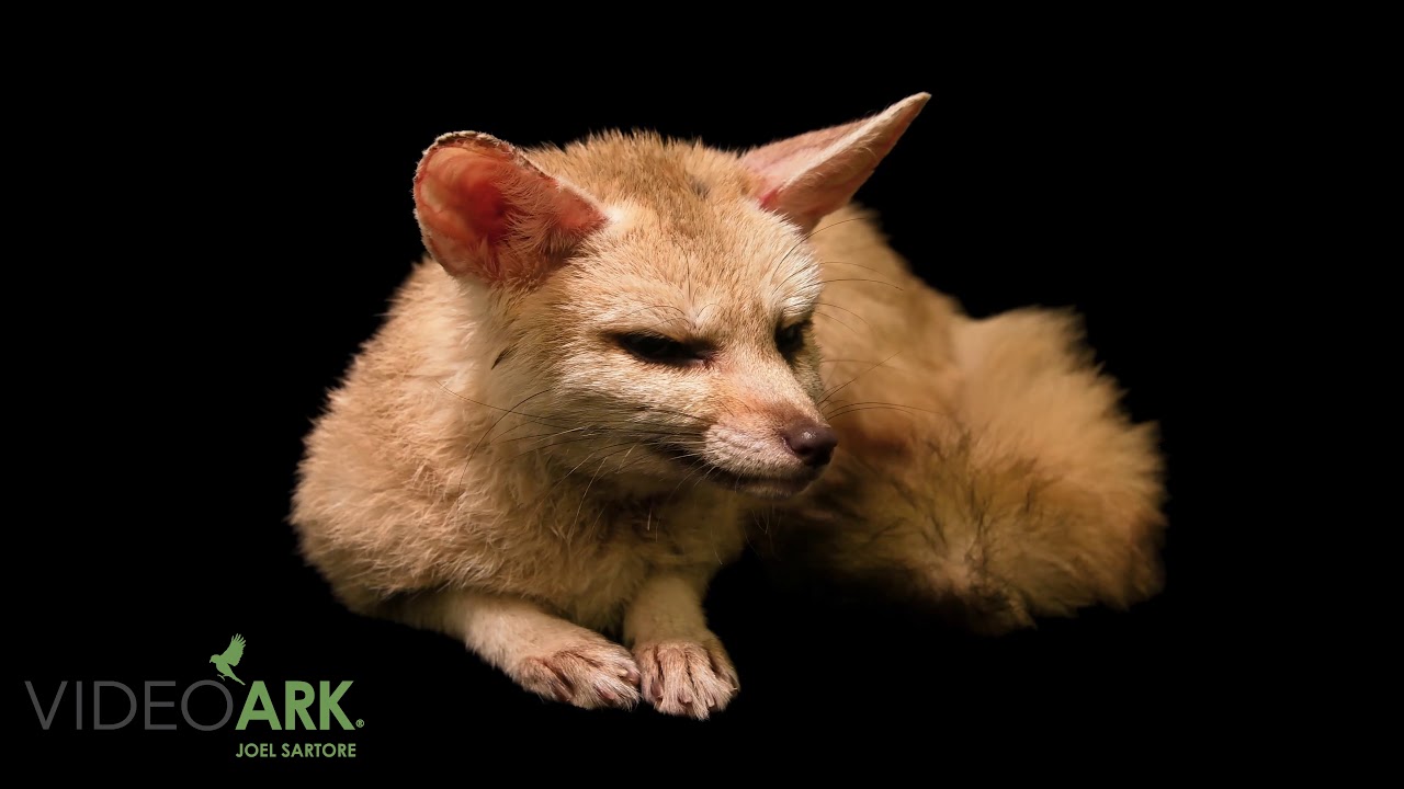 A pallid fox (Vulpes pallida) at Cub Creek Science Camp in Rolla, MO ...