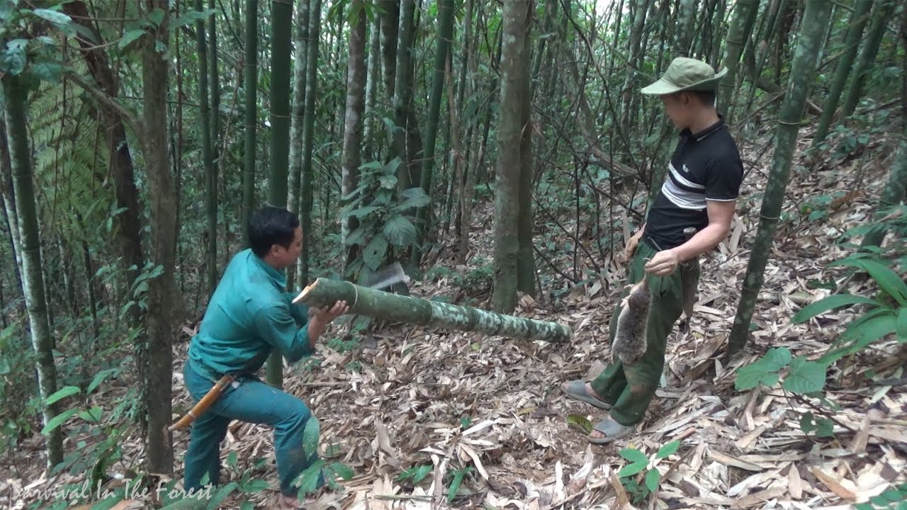 Survival In The Forest: Make a Simple Wild Animal Trap and Find Bamboo ...