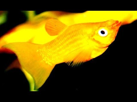 Gold Molly Fish (Golden Molly, Yellow Molly, Saffron Molly) - YouTube