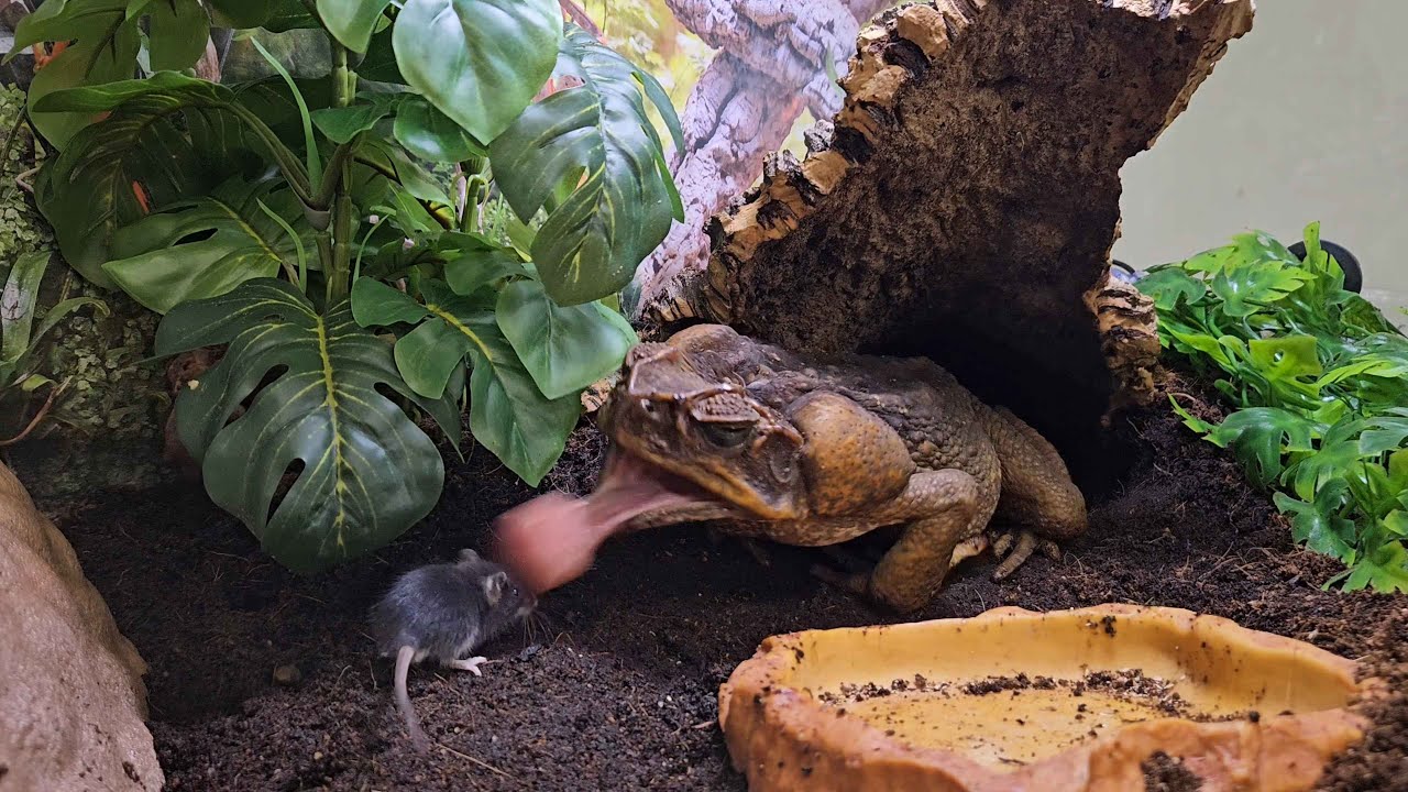 GIANT Cane Toad EATS live mice - YouTube