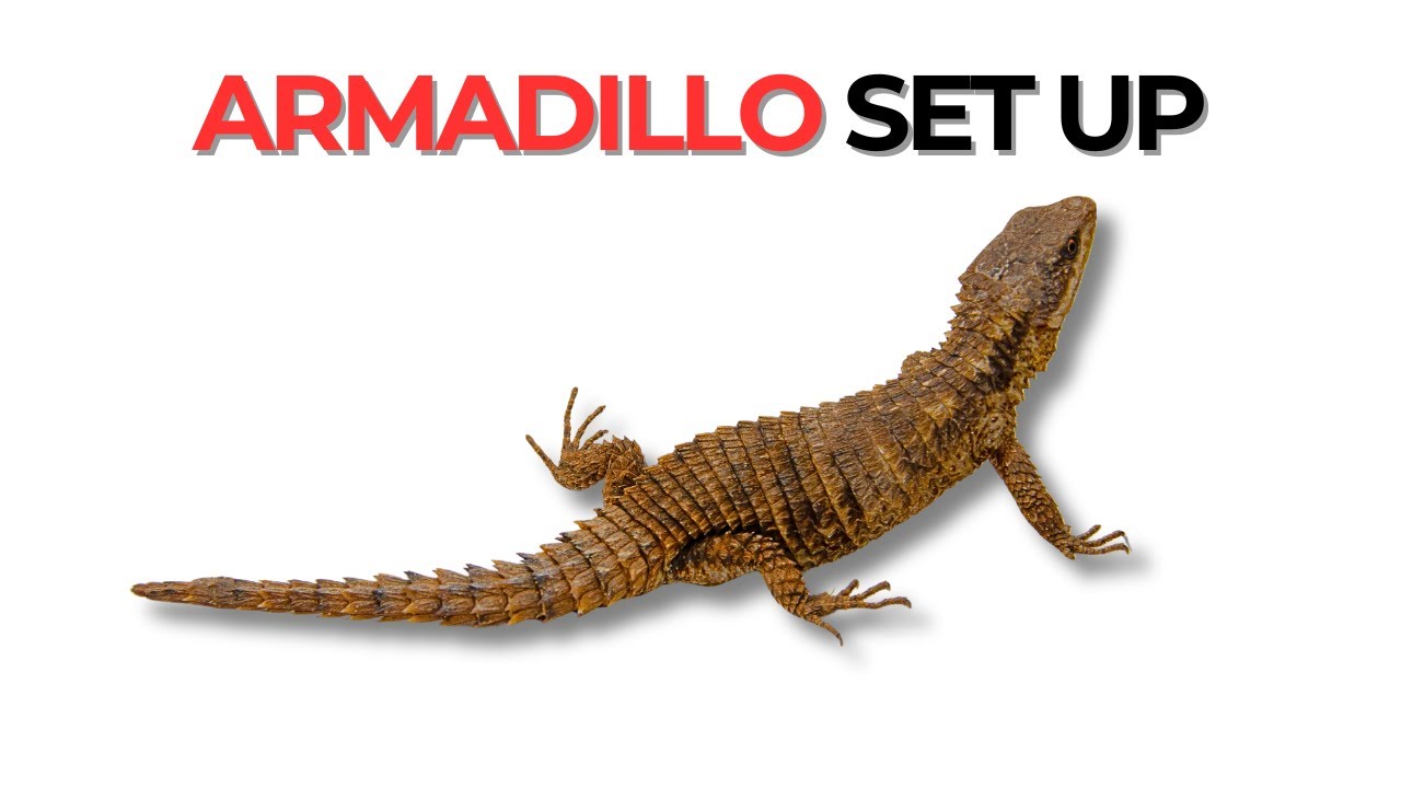 Building a Bioactive Enclosure for an Armadillo Lizard - YouTube