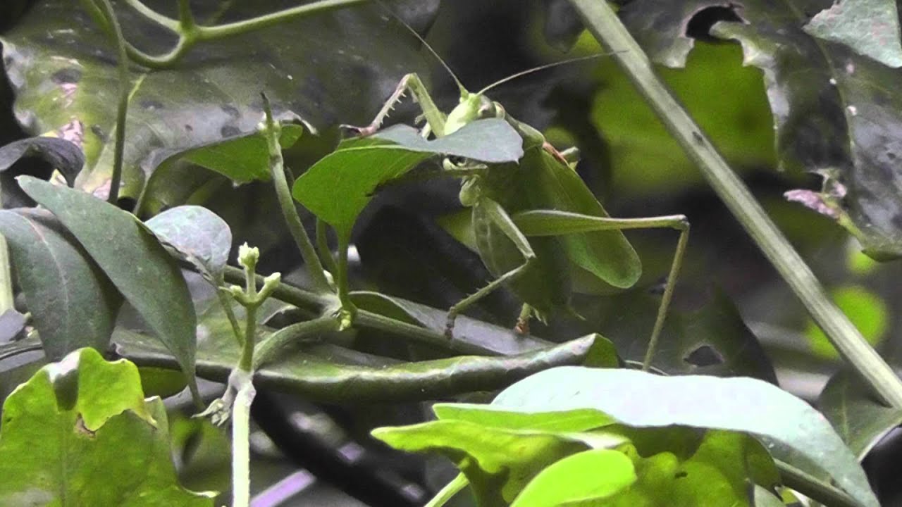 Japan Katydid Bush-Cricket Eating a Leaf - Order Orthoptera - YouTube