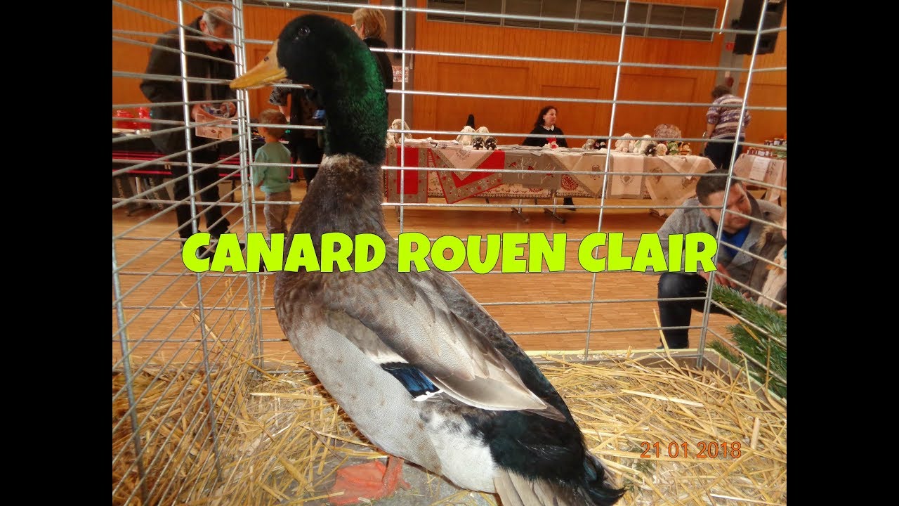 Canard de Rouen, Exposition Internationale d'aviculture | Mulhouse 2016 ...