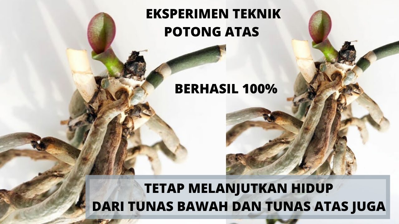 REVIEW HASIL TEKNIK POTONG ATAS PERBANYAKAN ANGGREK BULAN - YouTube