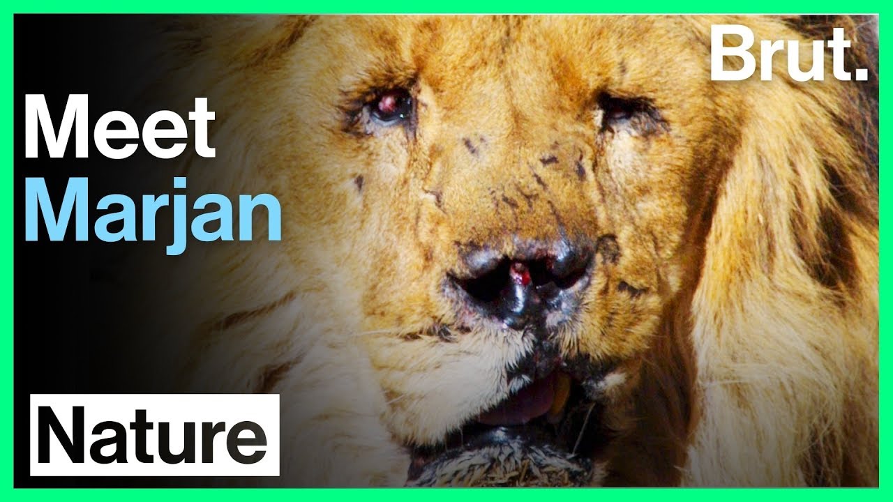 Meet Marjan, Afghanistan's Last Lion - YouTube