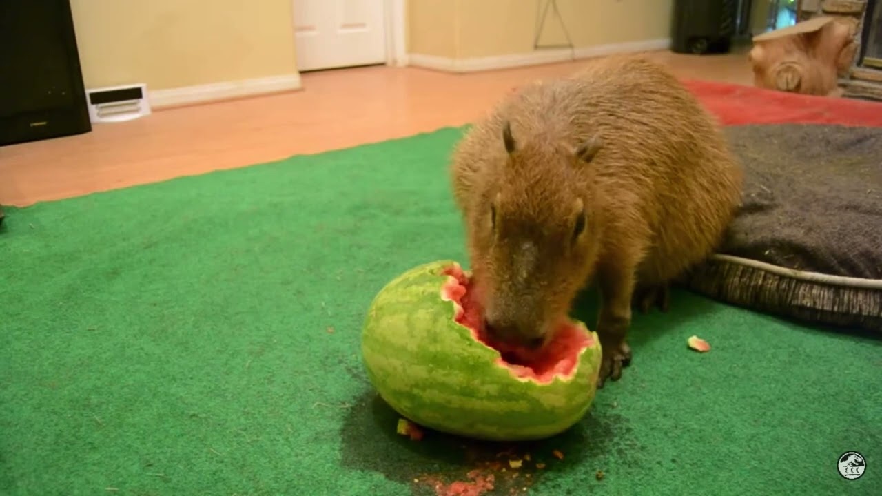 Capybara (extended) - YouTube